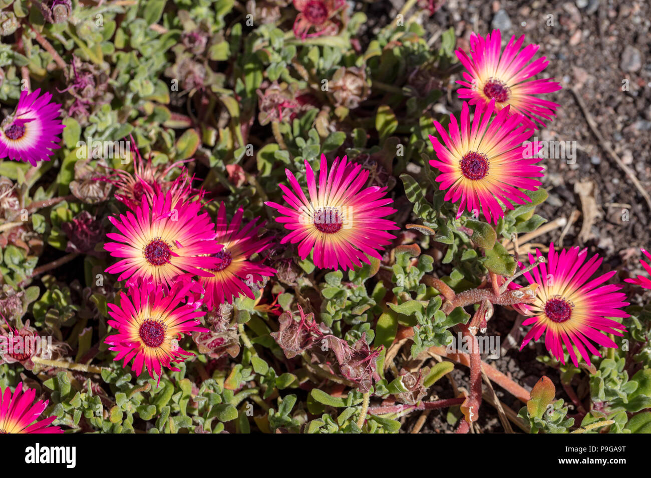 Livingstone daisy, Stor doroteablomma (Dorotheanthus bellidiformis ...