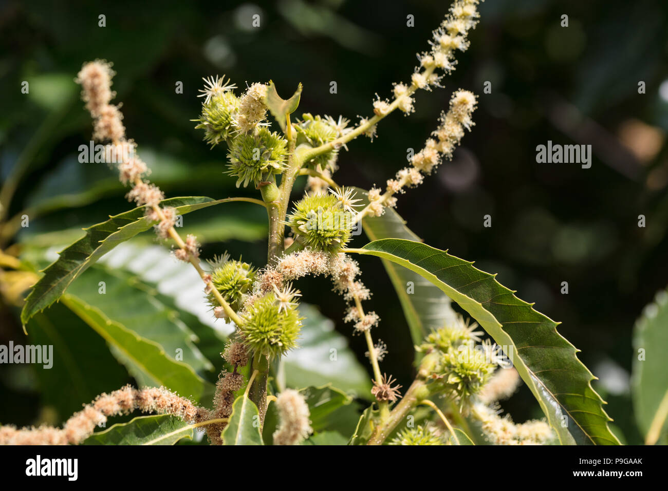 Sweet chestnut, Äkta kastanj (Castanea sativa Stock Photo - Alamy