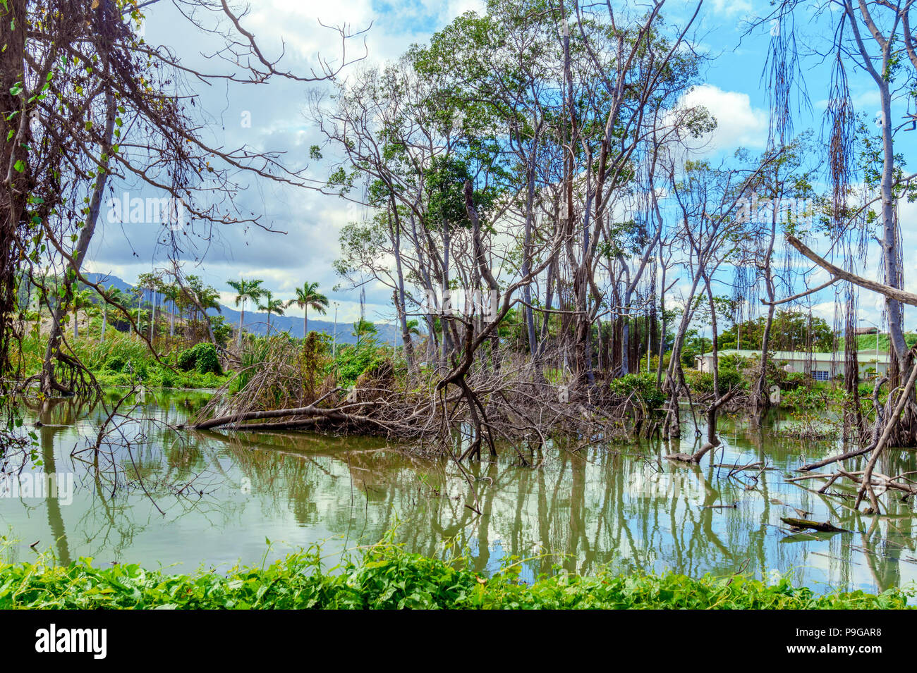 Natural landscape, lake with dry trees in the middle of tropical green ...