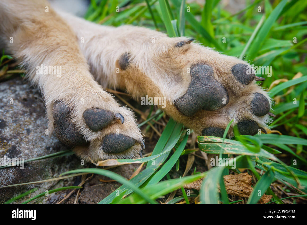 Puppy paws hi-res stock photography and images - Alamy