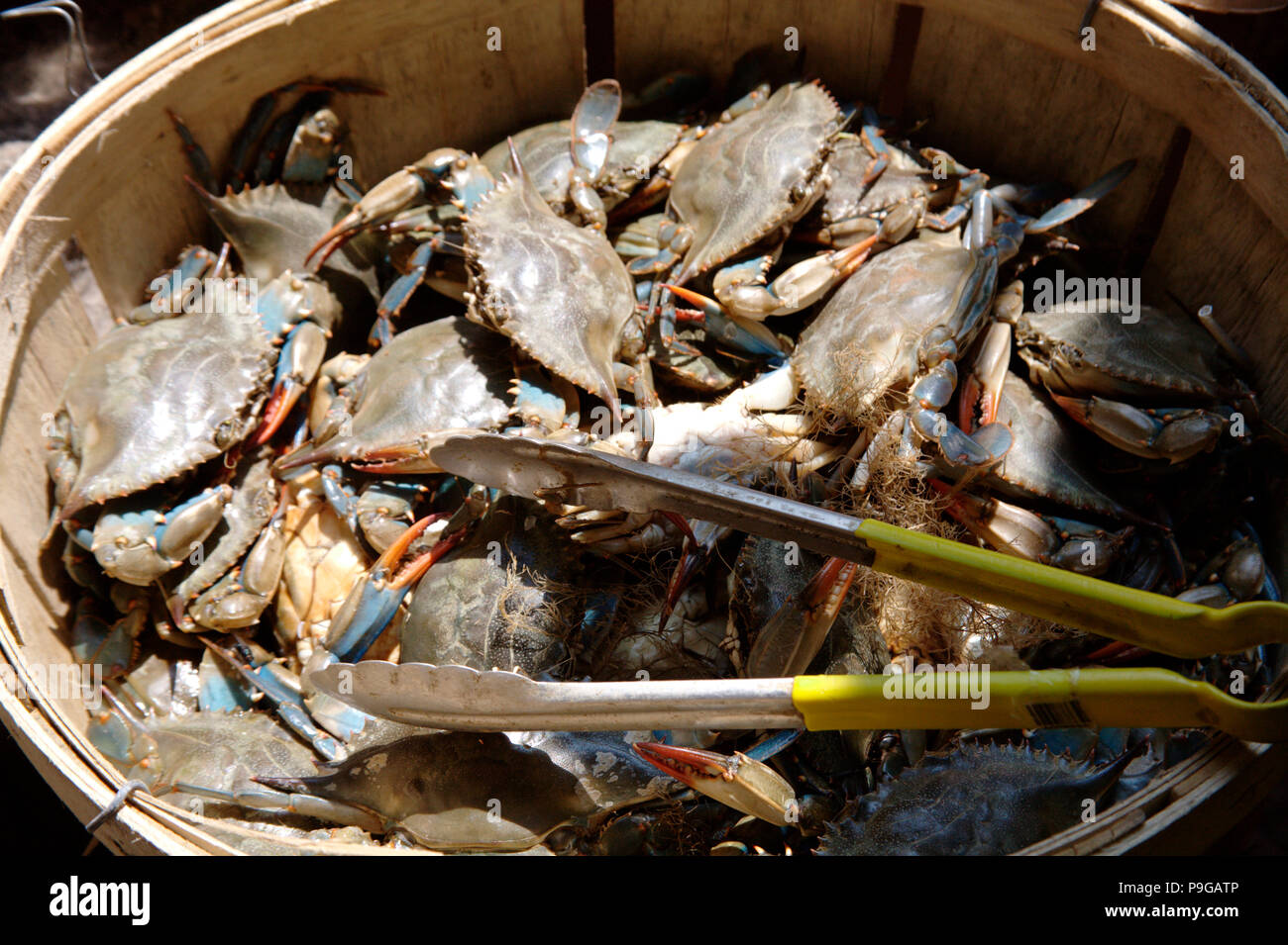 A bucket of fresh crabs on Boston's Haymarket Stock Photo - Alamy