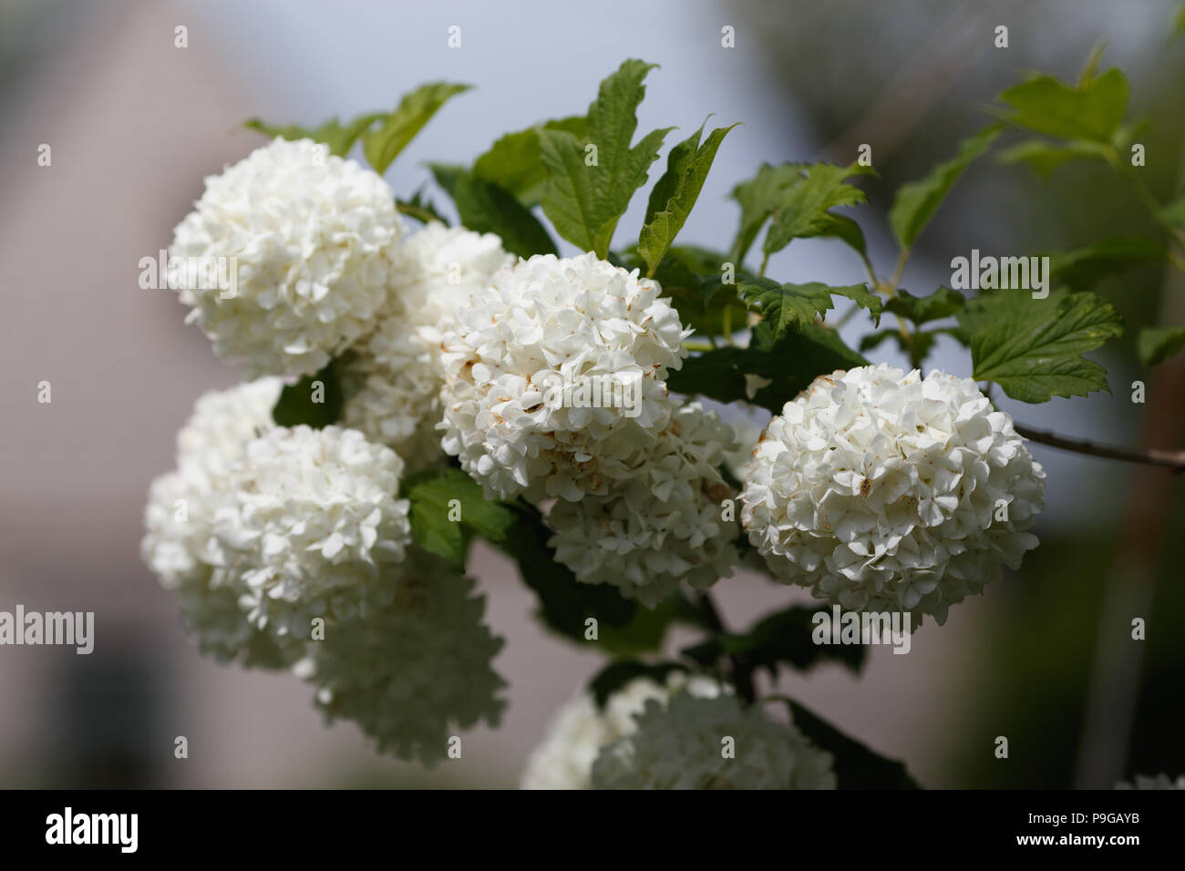 Guelder rose viburnum viburnum opulus roseum hi-res stock photography ...