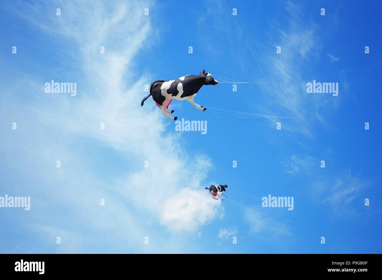 group of black white air cow kites flying high in the sky. Kite ...