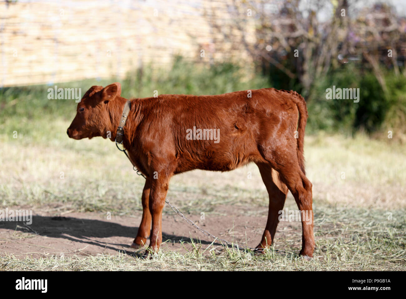 side view of little brown calf side view Stock Photo - Alamy