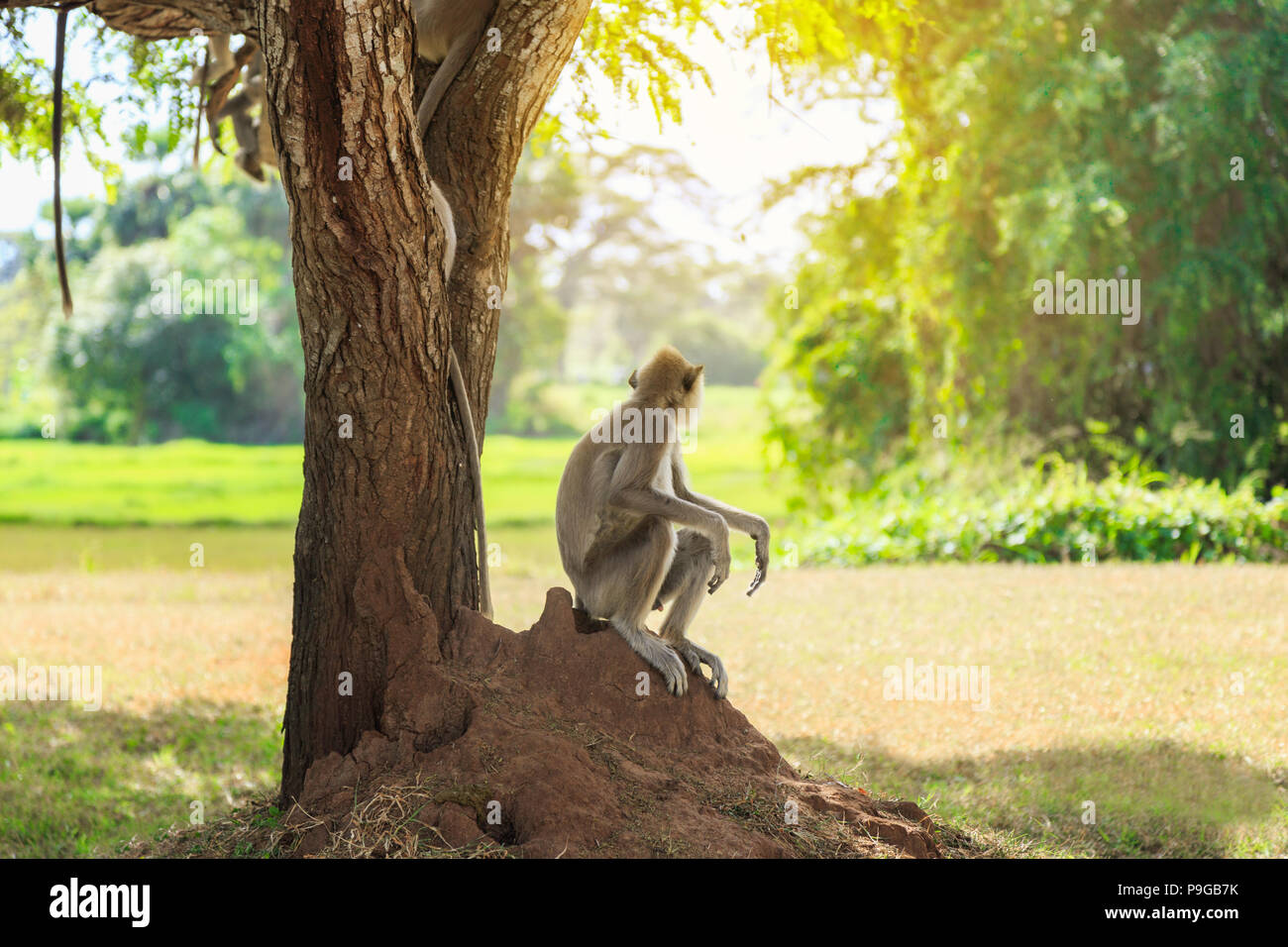 male macaque sits under tree in wildlife Stock Photo - Alamy