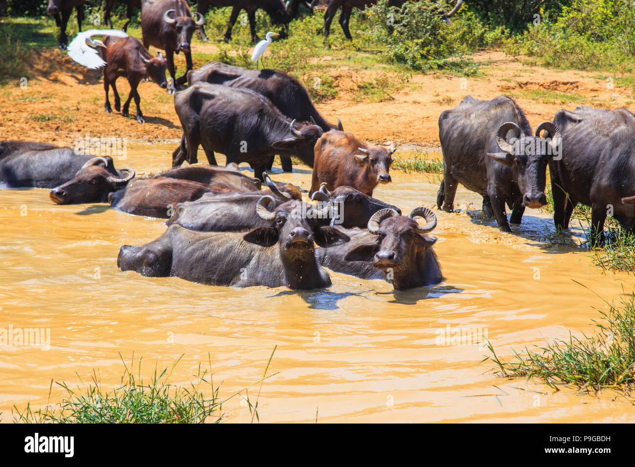 Safari day, group of buffaloes relaxing in the puddle in the wildlife ...