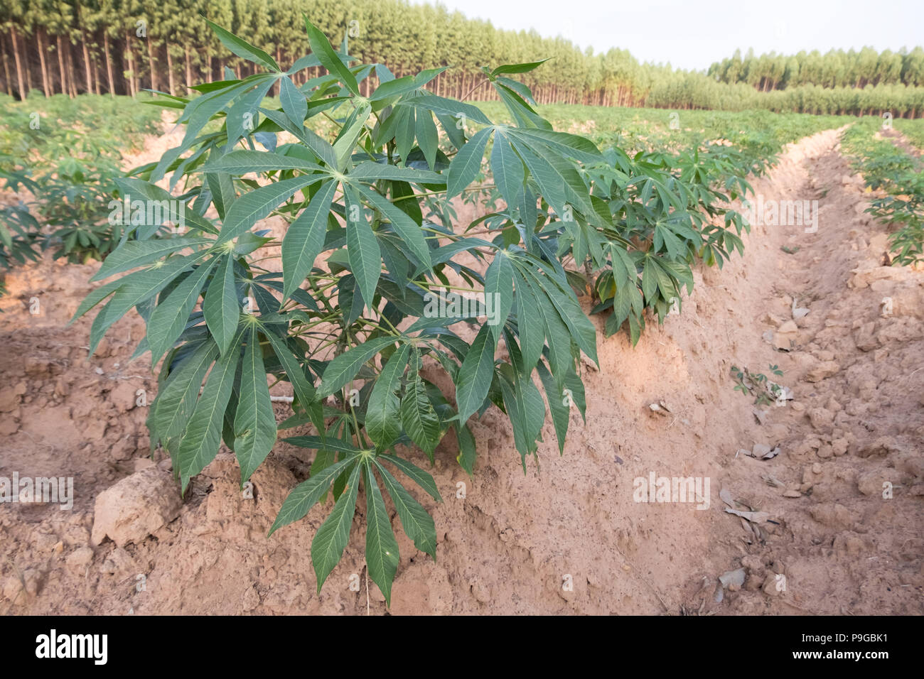 Cassava plants hi-res stock photography and images - Alamy