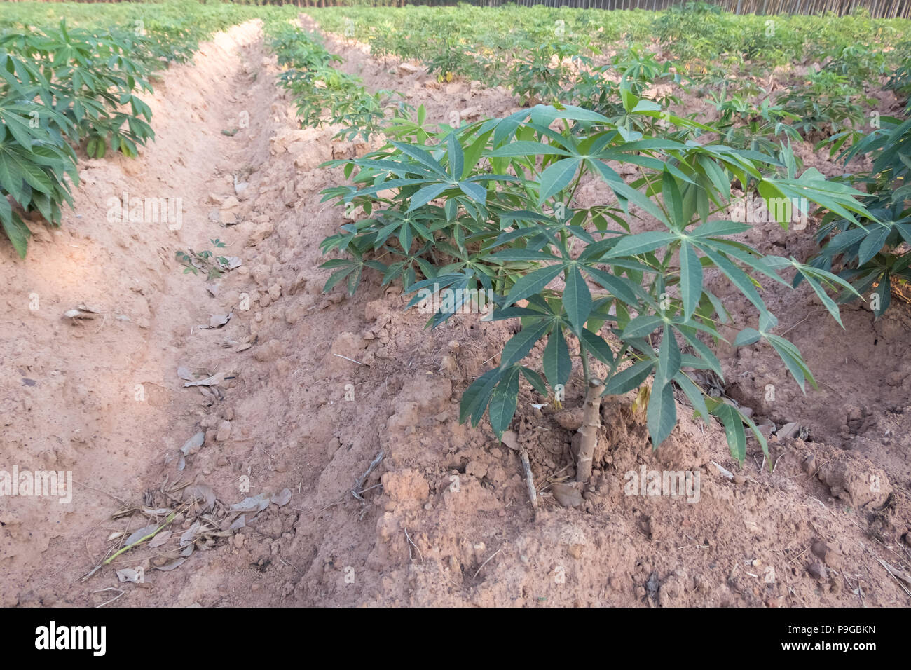 Tapioca plants hi-res stock photography and images - Alamy