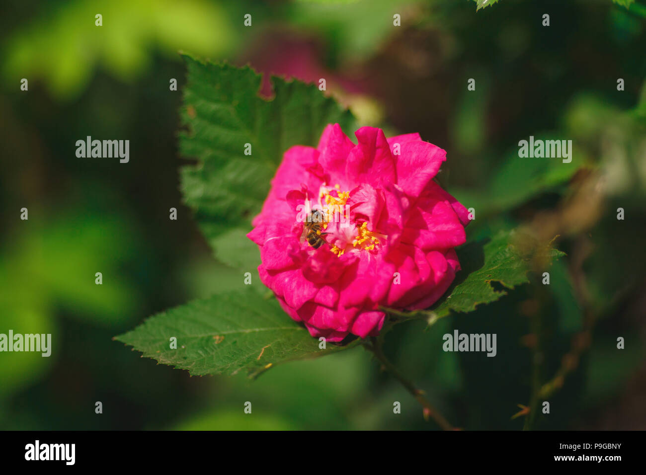 Bee pollinating red rose hi-res stock photography and images - Alamy