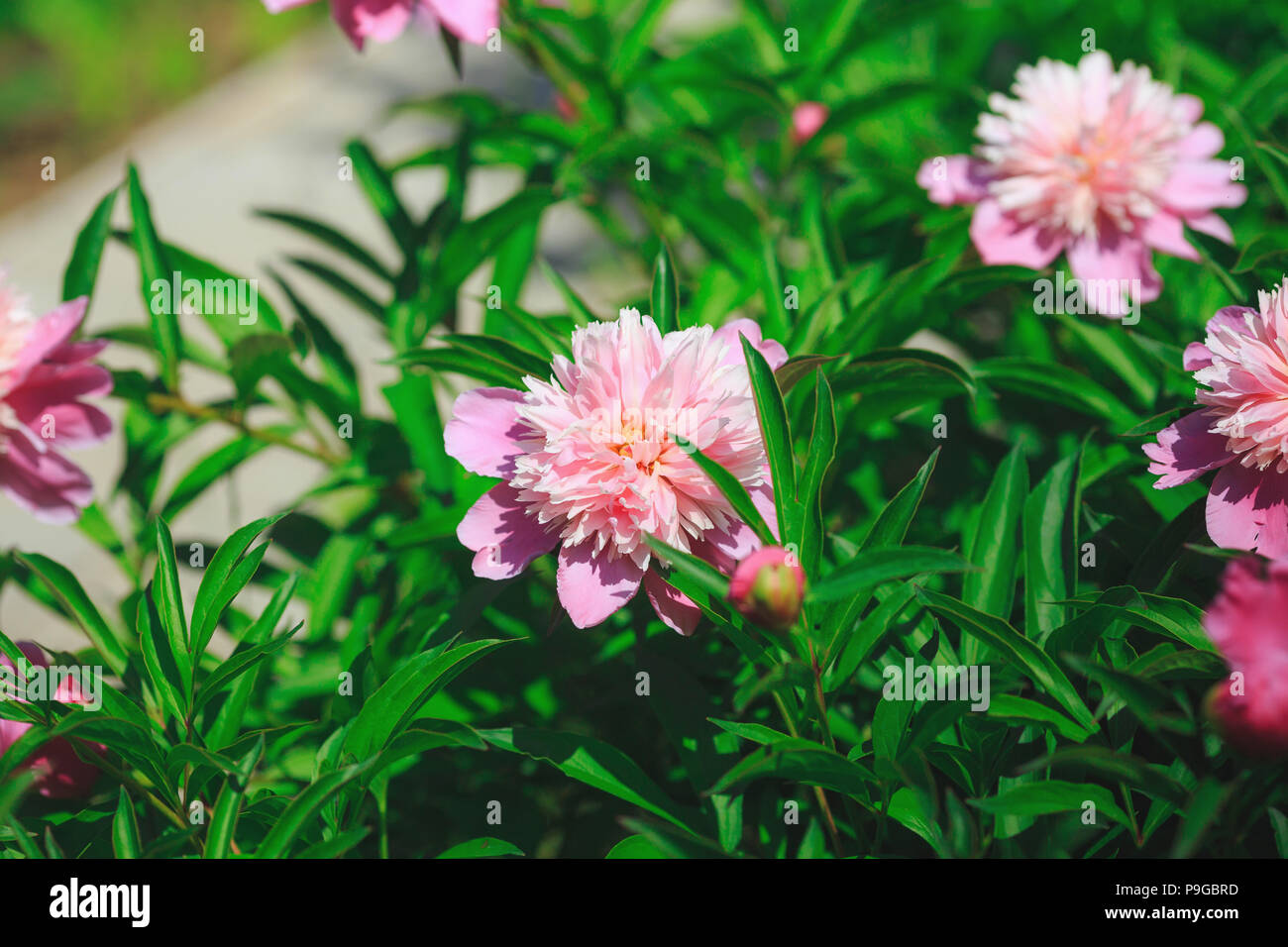 blooming pink peony flowers in the garden Stock Photo - Alamy