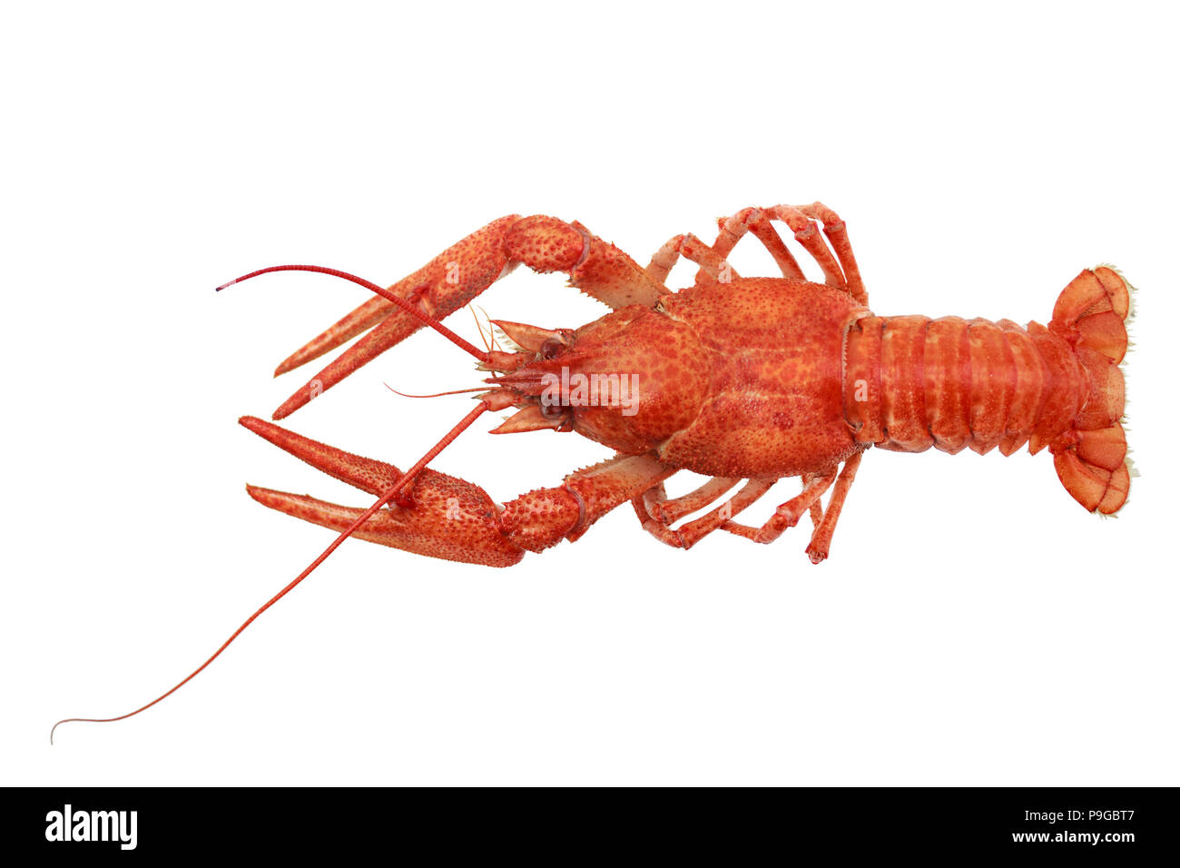 red crayfish isolated on white background Stock Photo - Alamy