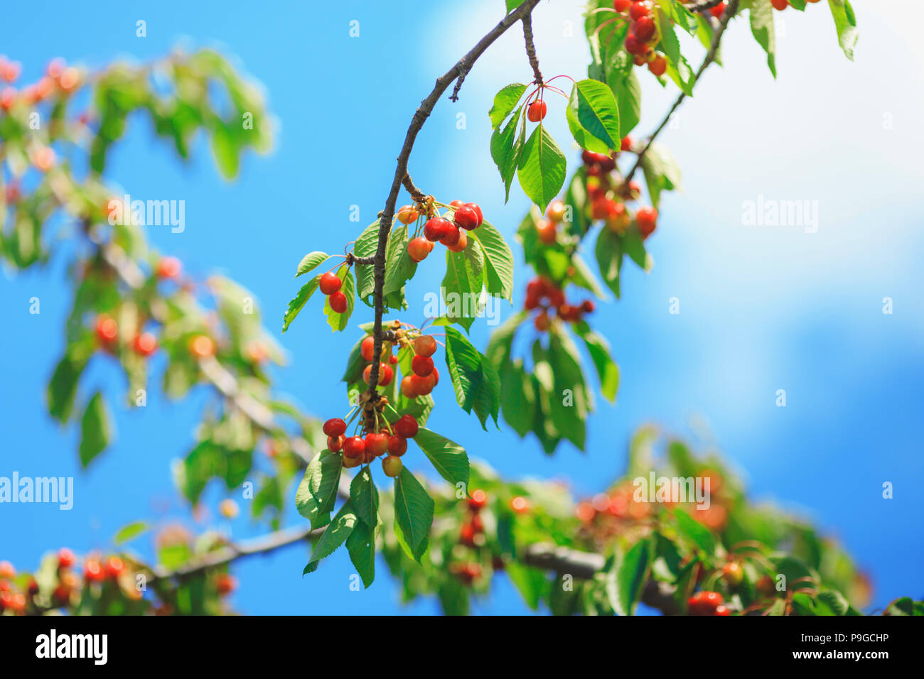 ripe cherry or sweet cherry on the tree on blue sky background Stock ...