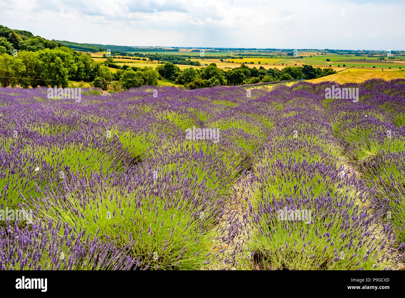 Looking South over open farm land in the Vale of York from Yorkshire ...
