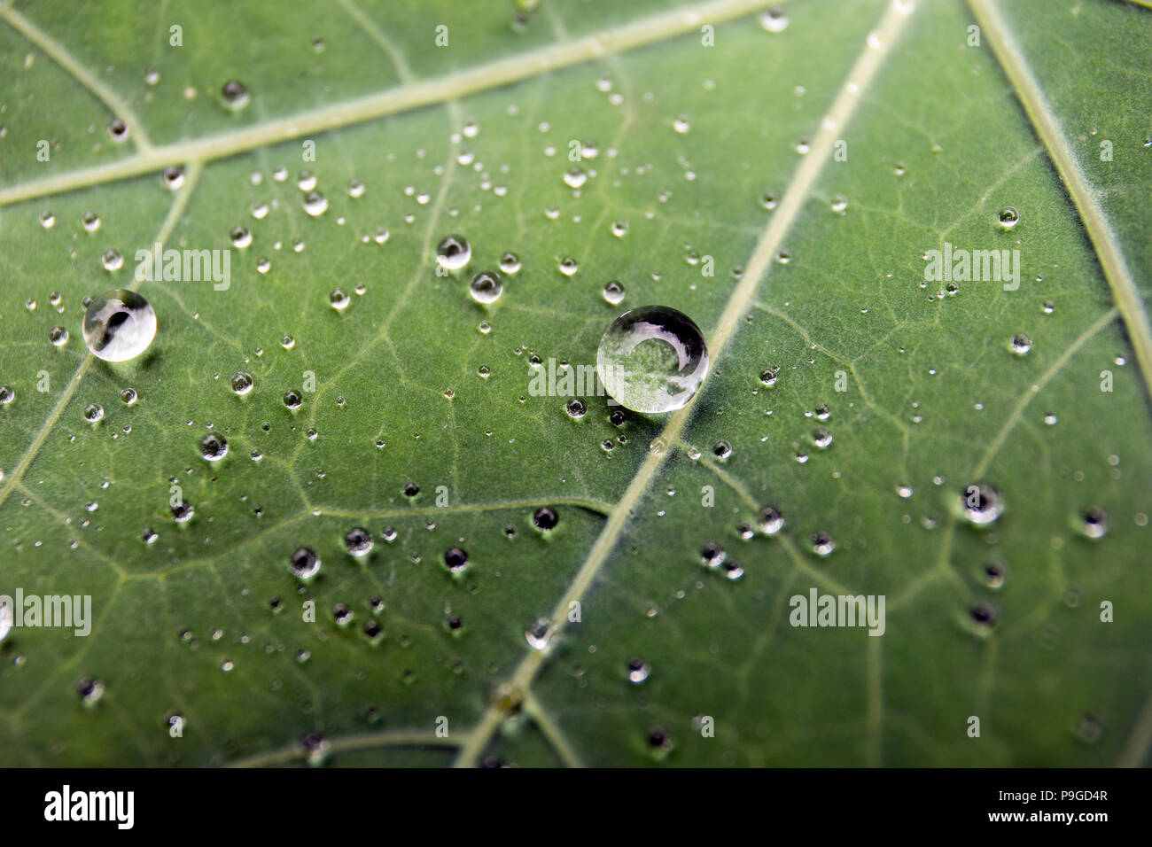 Green leaf with water drops for background. Rain drops macro Stock ...