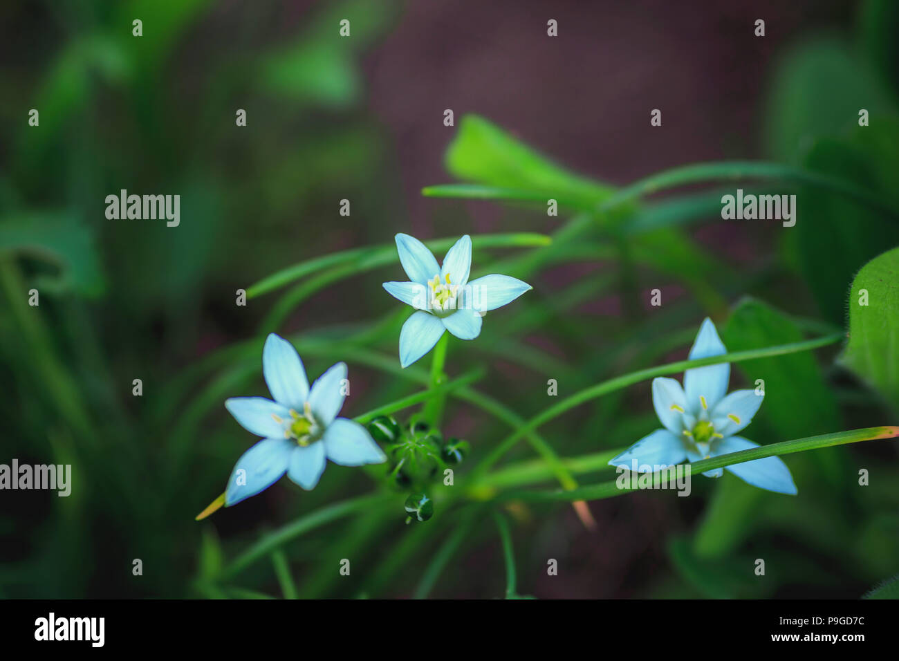 blue delicate flowers in green foliage in Botanical garden, floral ...