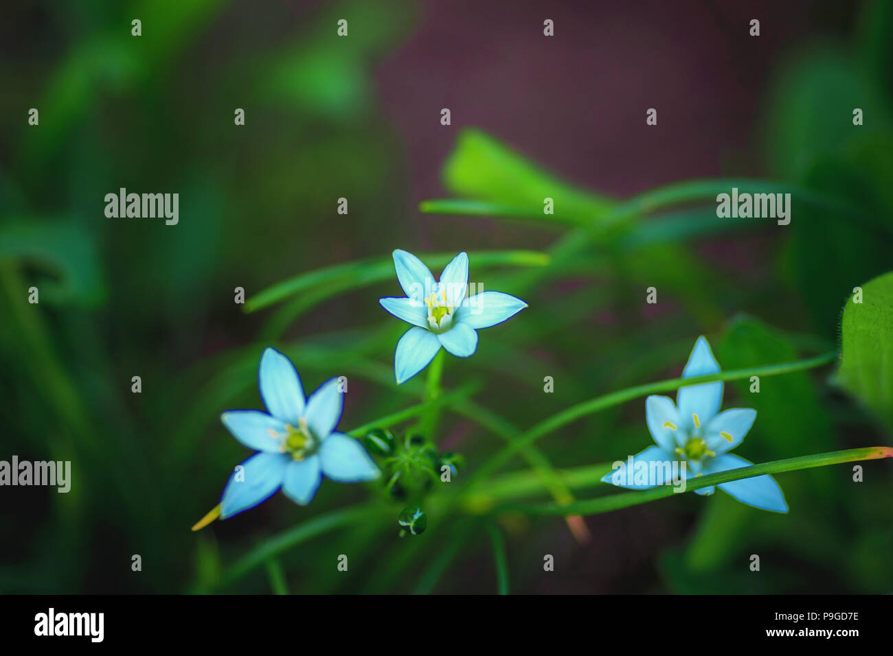blue delicate flowers in green foliage in Botanical garden, floral ...