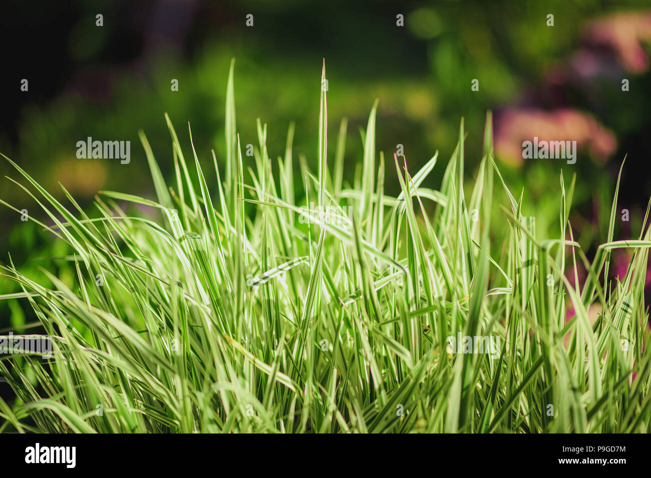 natural texture, green grass on blurred background Stock Photo - Alamy