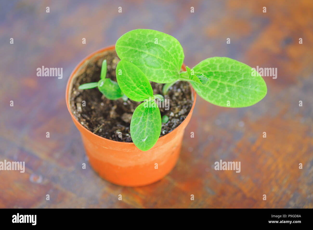little green seedling in the pot, plant cultivation Stock Photo - Alamy