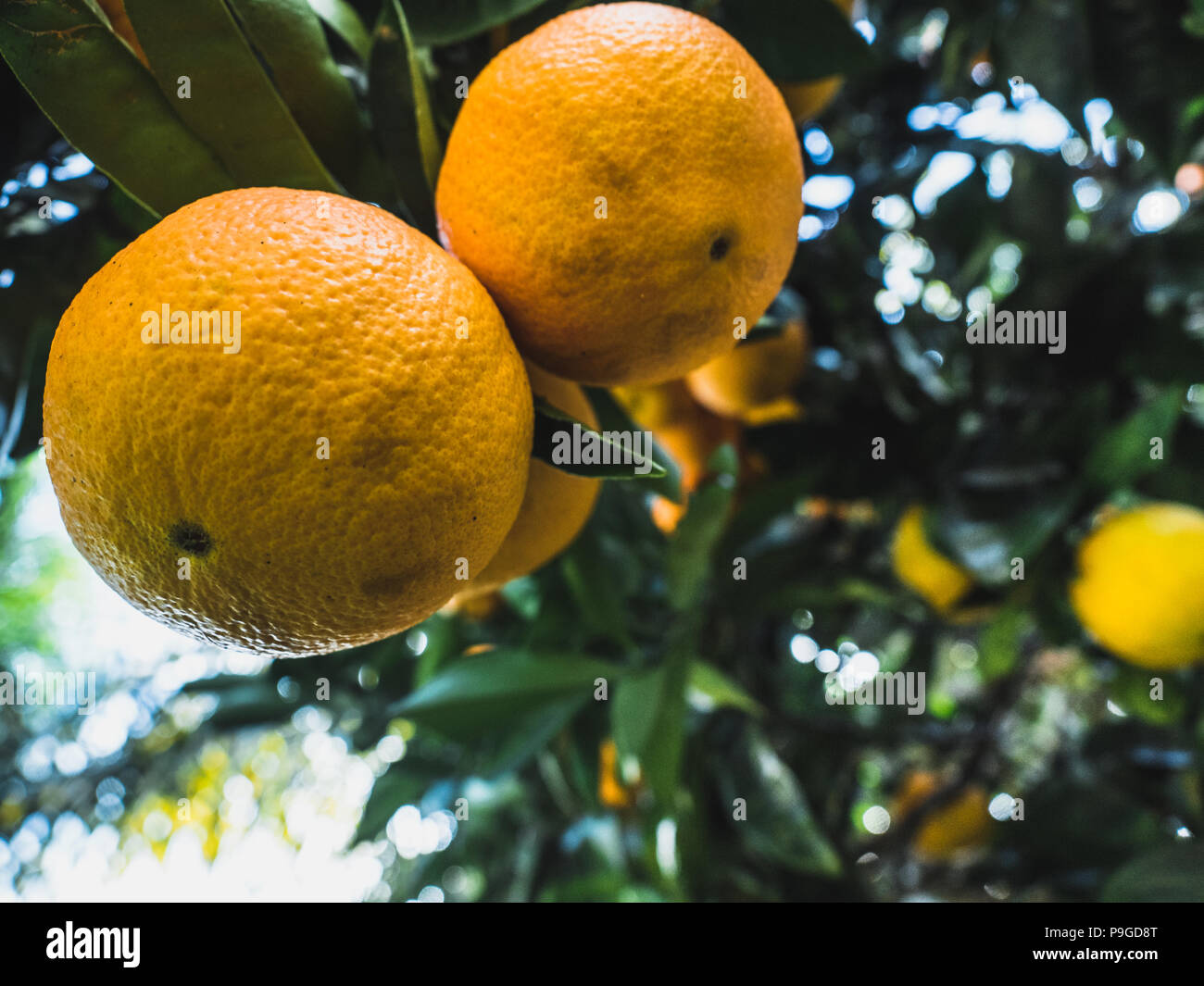Fresh oranges growing on tree Stock Photo - Alamy