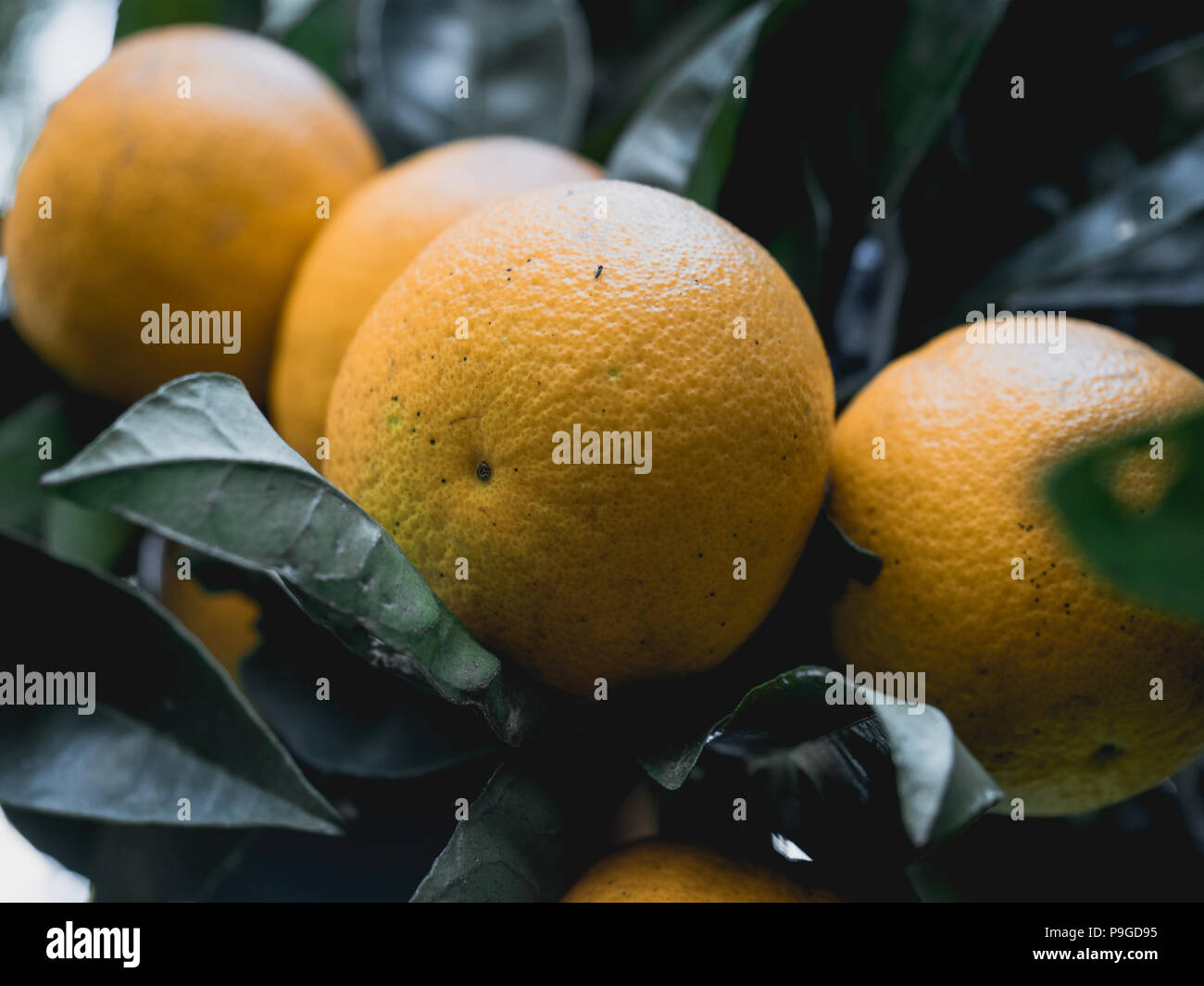 Fresh orange fruits growing on a tree Stock Photo - Alamy