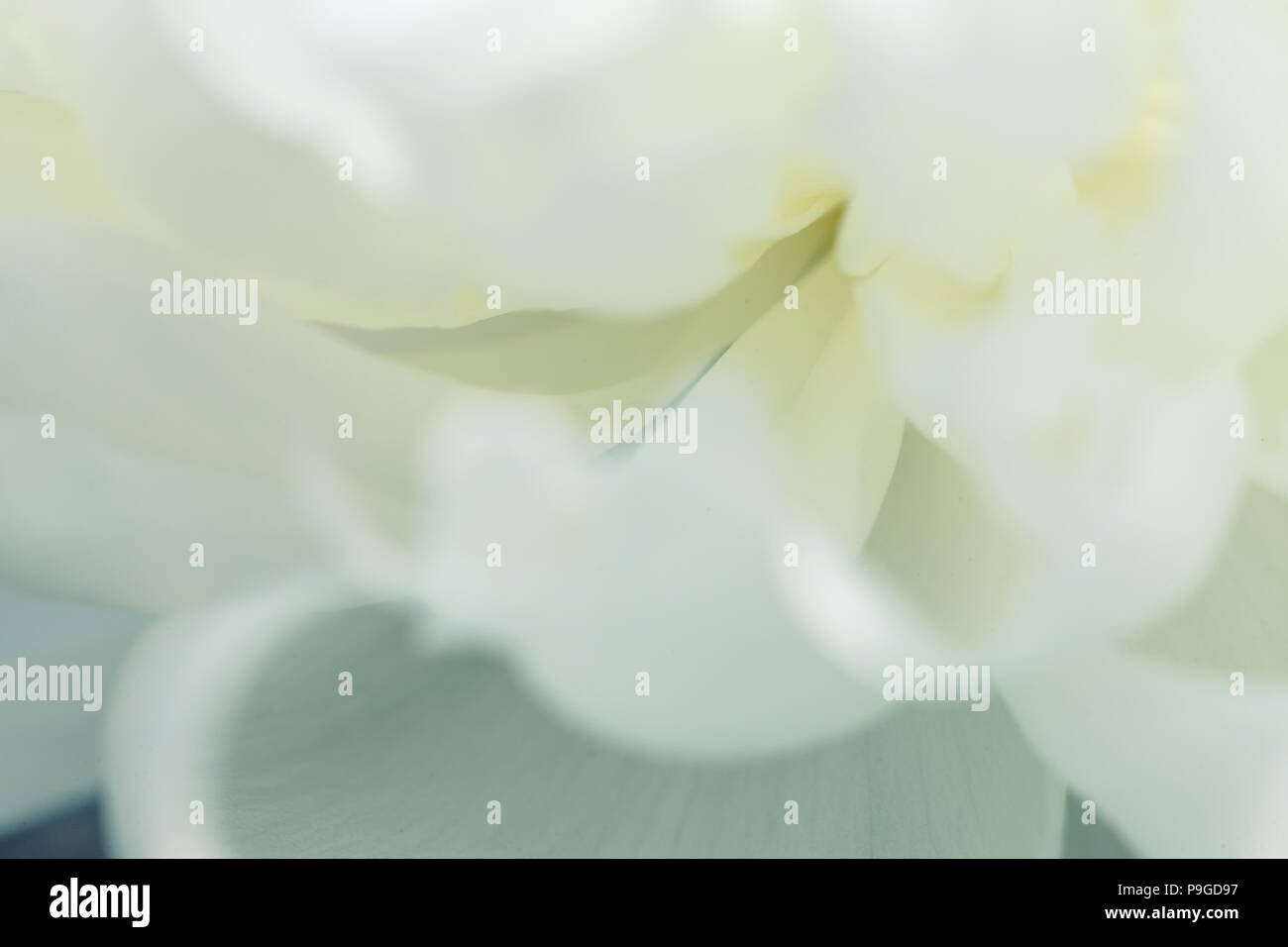 White flowers background. Macro of white petals texture. Soft dreamy ...