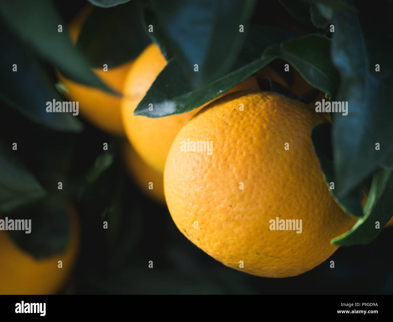 Orange fruits growing on a tree close-up Stock Photo - Alamy