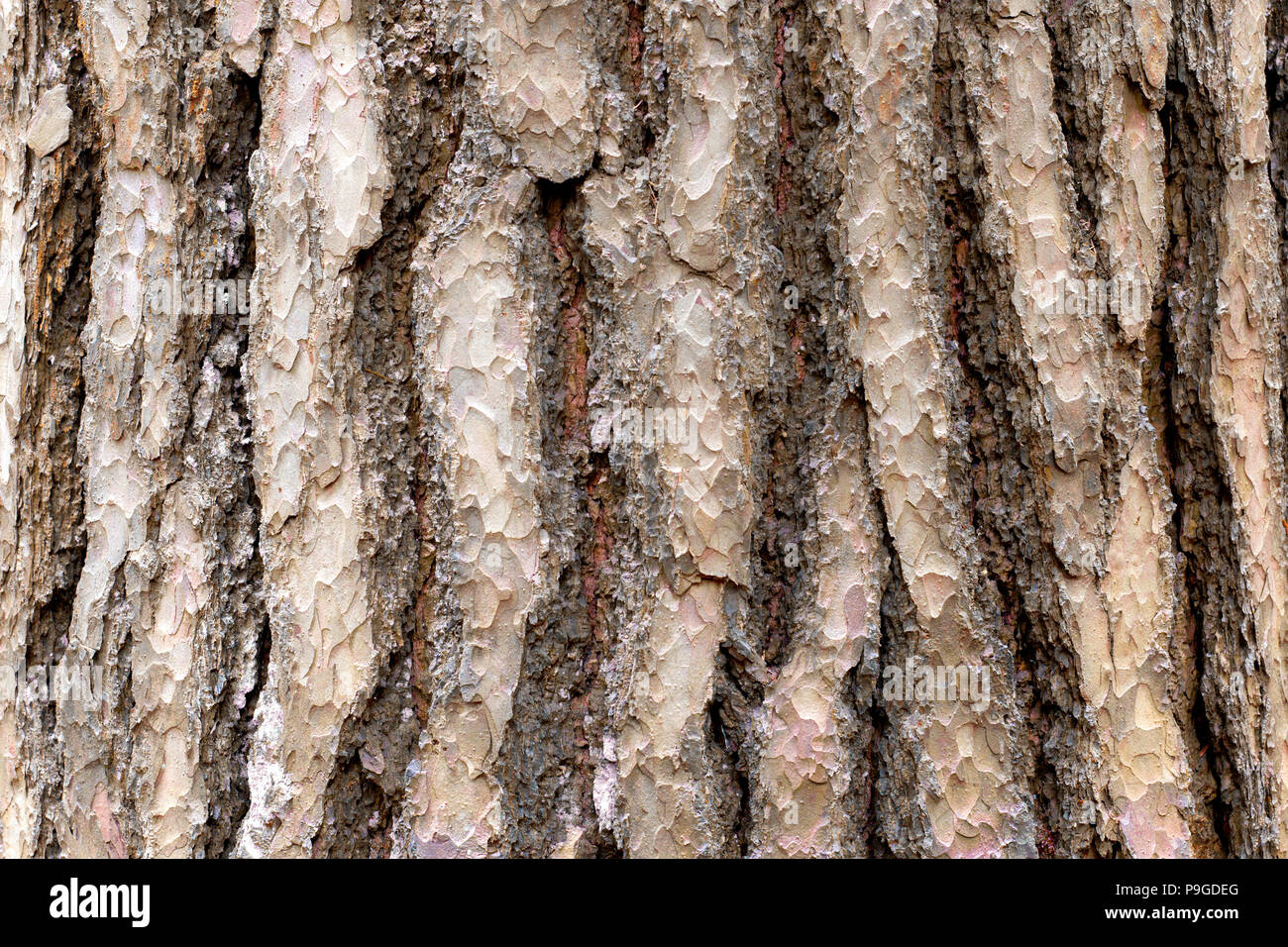 Tree no bark hi-res stock photography and images - Alamy