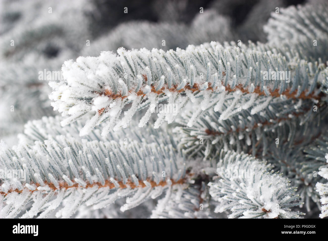 Christmas tree natural beauty hi-res stock photography and images - Alamy