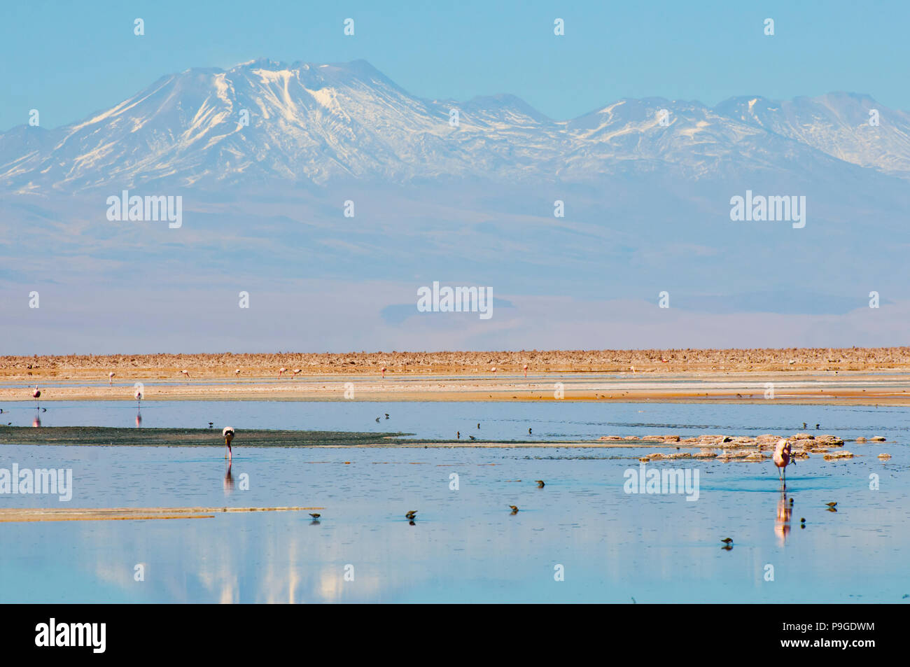 Chaxa lagoon hi-res stock photography and images - Alamy