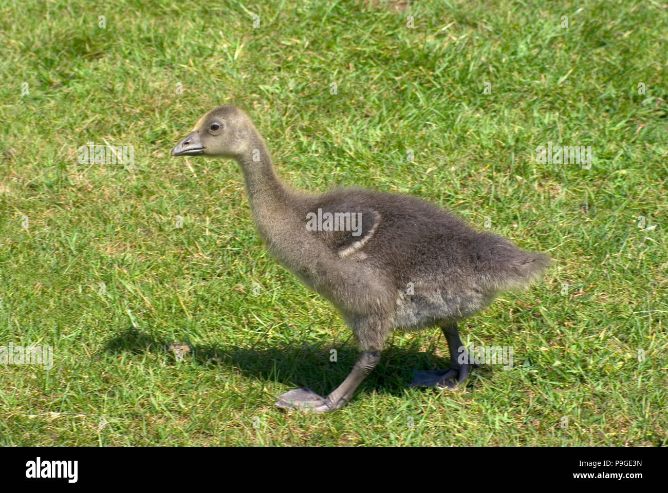 Gosling copy space hi-res stock photography and images - Alamy