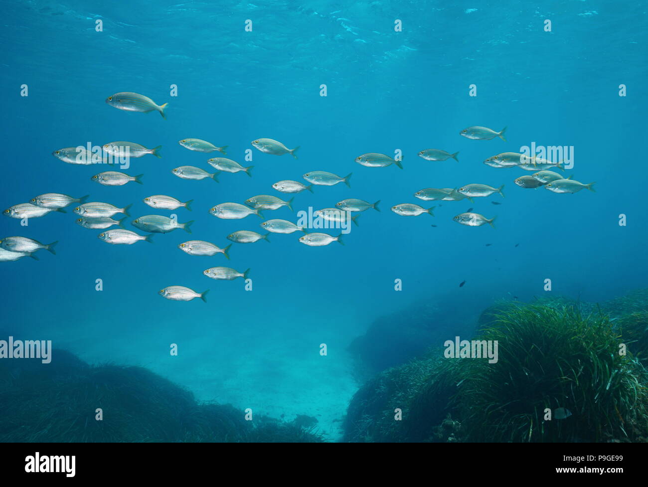 A school of fish, dreamfish Sarpa salpa, underwater in the ...