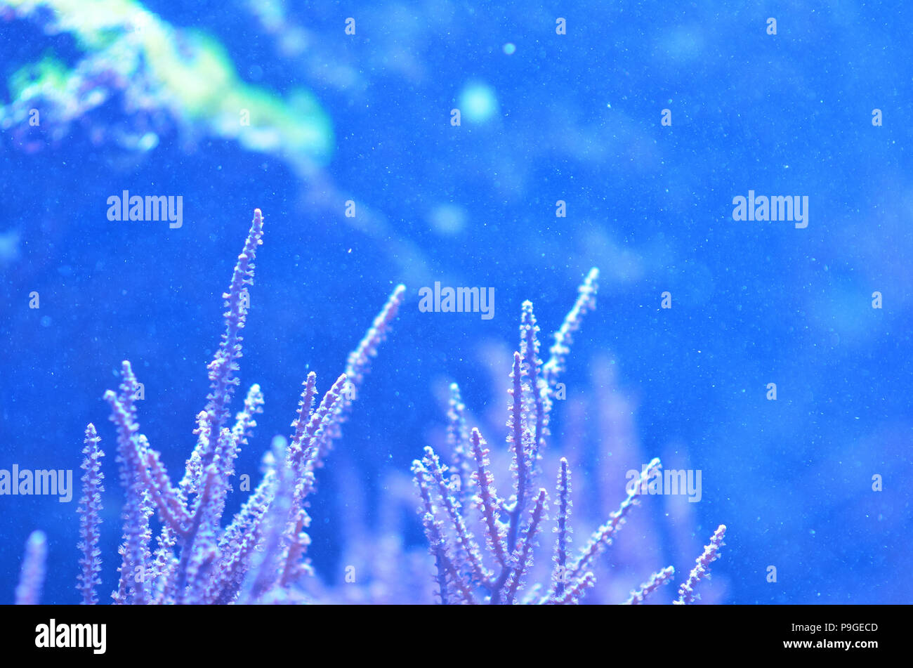 Thin pink algae in turbid blue water in an aquarium Stock Photo - Alamy