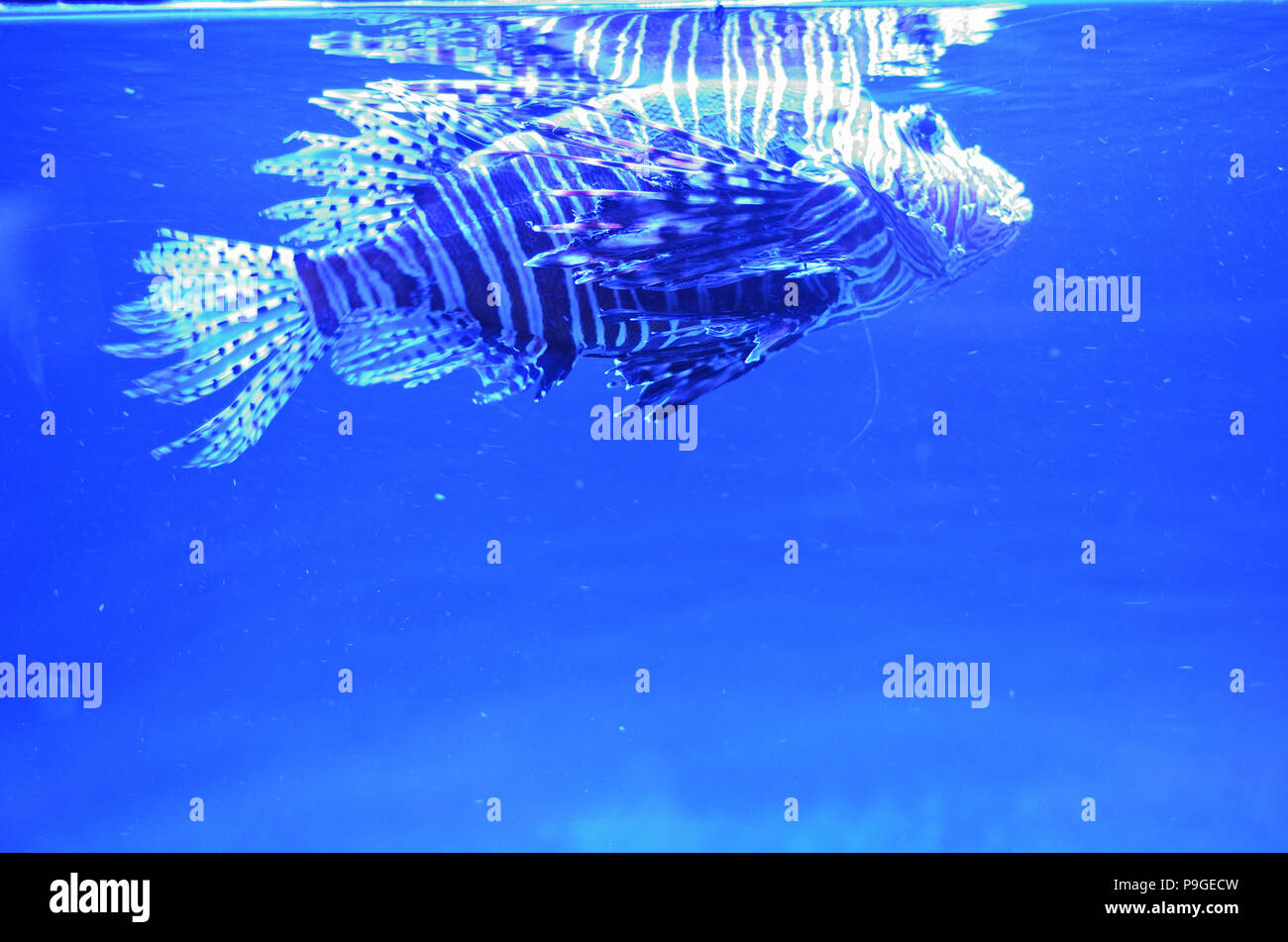 Striped exotic fish rises to the surface of pure blue water Stock Photo ...