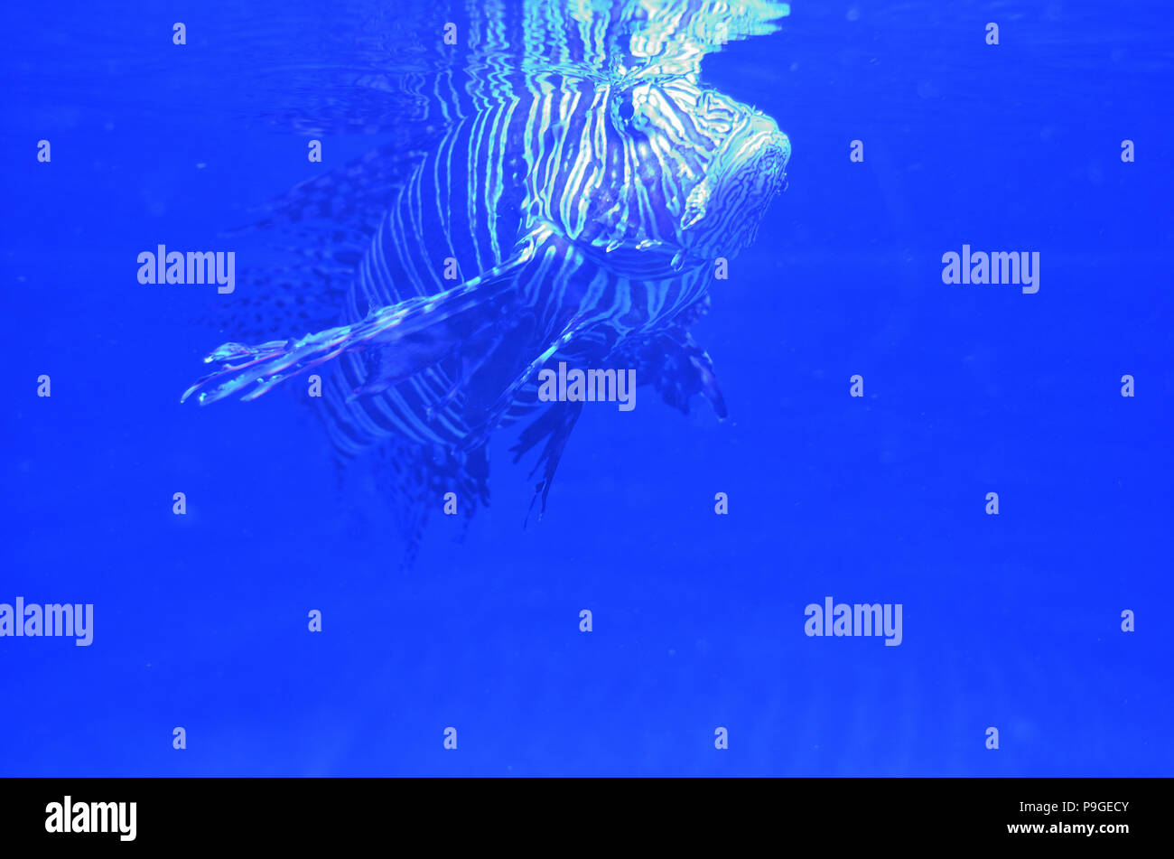 Striped exotic dangerous fish floats near the surface of dark blue ...