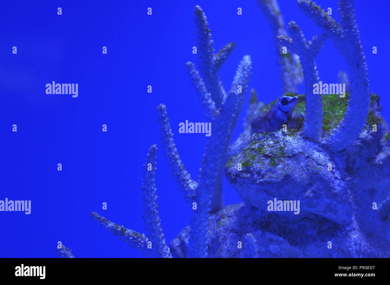 Spiny eel hi-res stock photography and images - Alamy