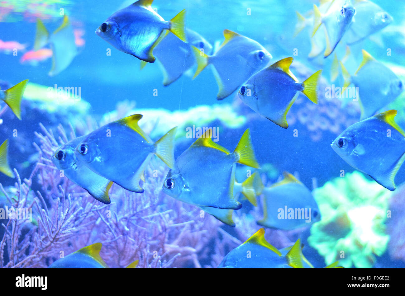 A flock of silver fishes among algae in light deep water Stock Photo ...
