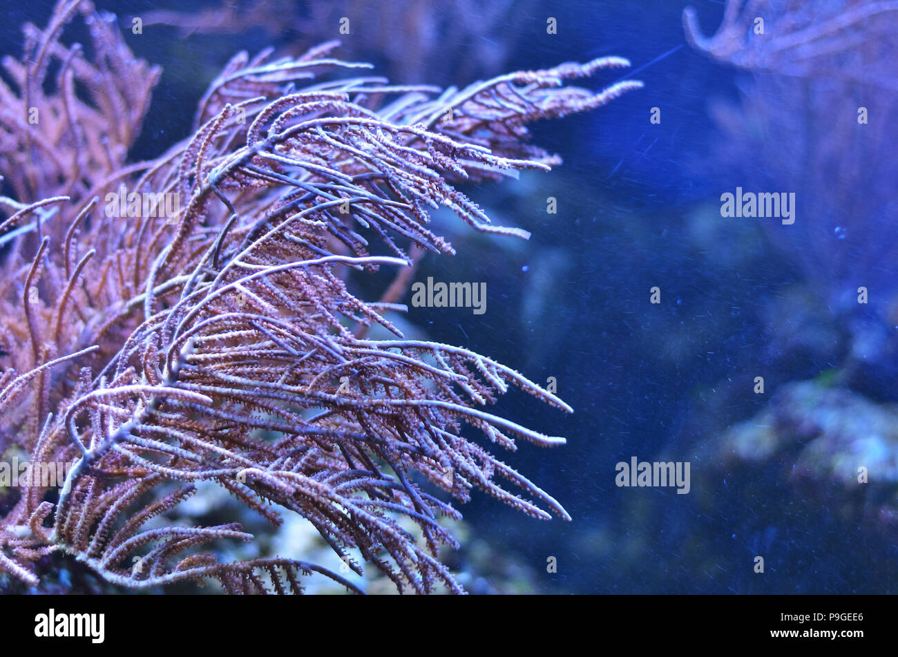 Pink water in saltwater lagoon hi-res stock photography and images - Alamy