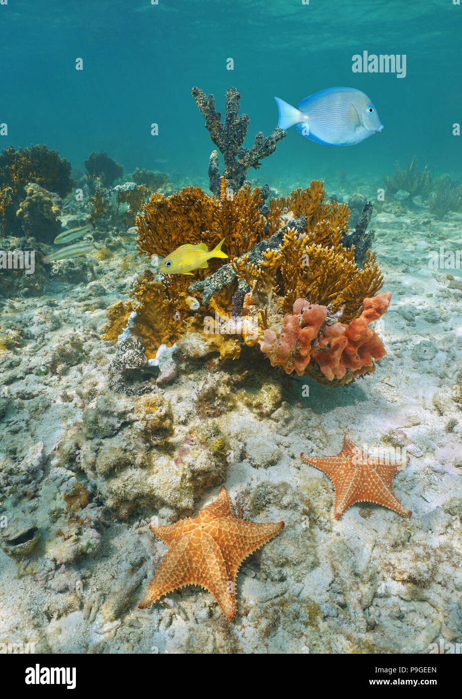 Coral Reef Starfish Colorful Tropical Fish Caribbean Sea Cotton And ...