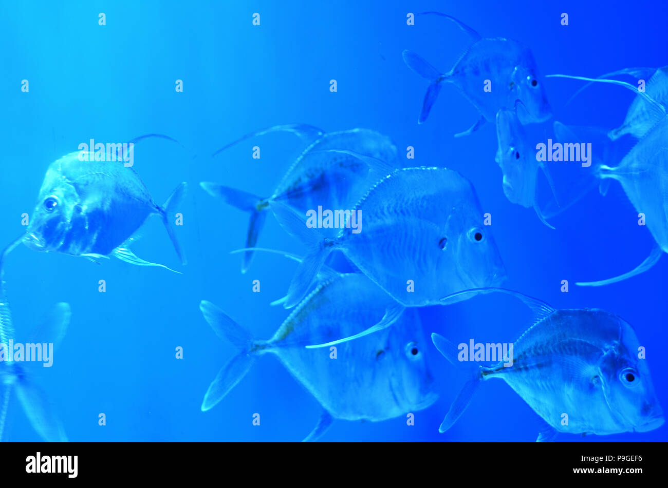 A flock of silver, almost transparent fish in blue pure water at a ...