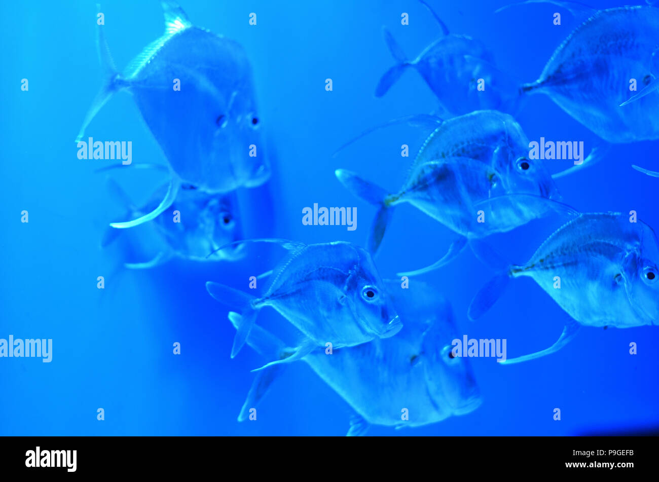 A flock of silver, almost transparent, medium-sized fish in blue pure ...