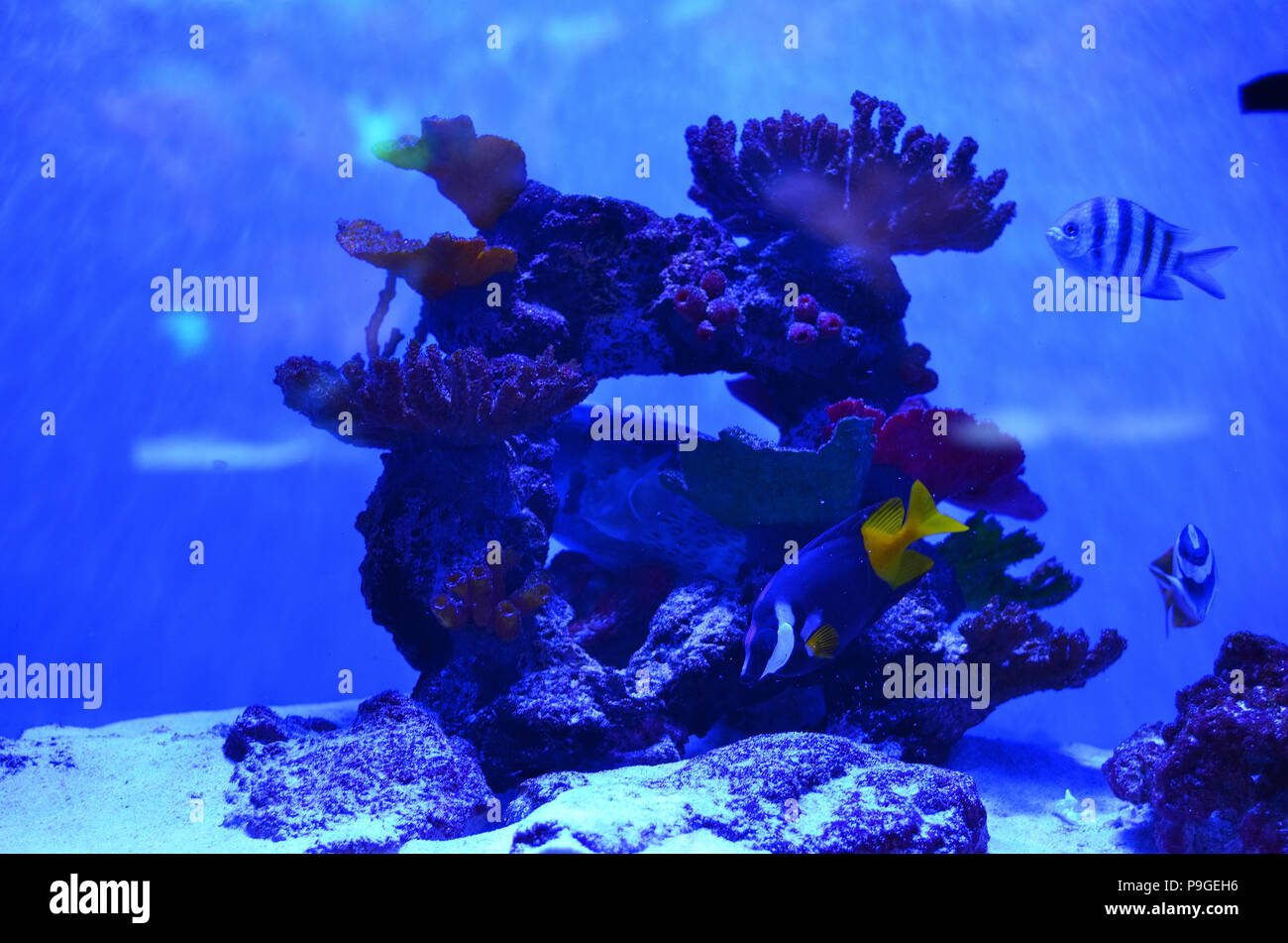 Many different fish float around a stone covered with algae and corals ...