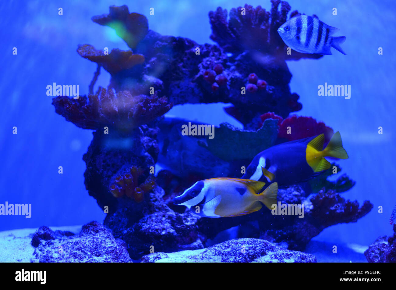 Fish of different colors and sizes float around a stone covered with ...