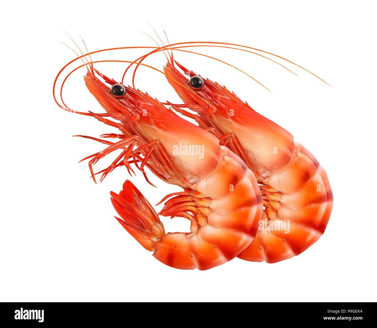 Tiger composition hi-res stock photography and images - Alamy