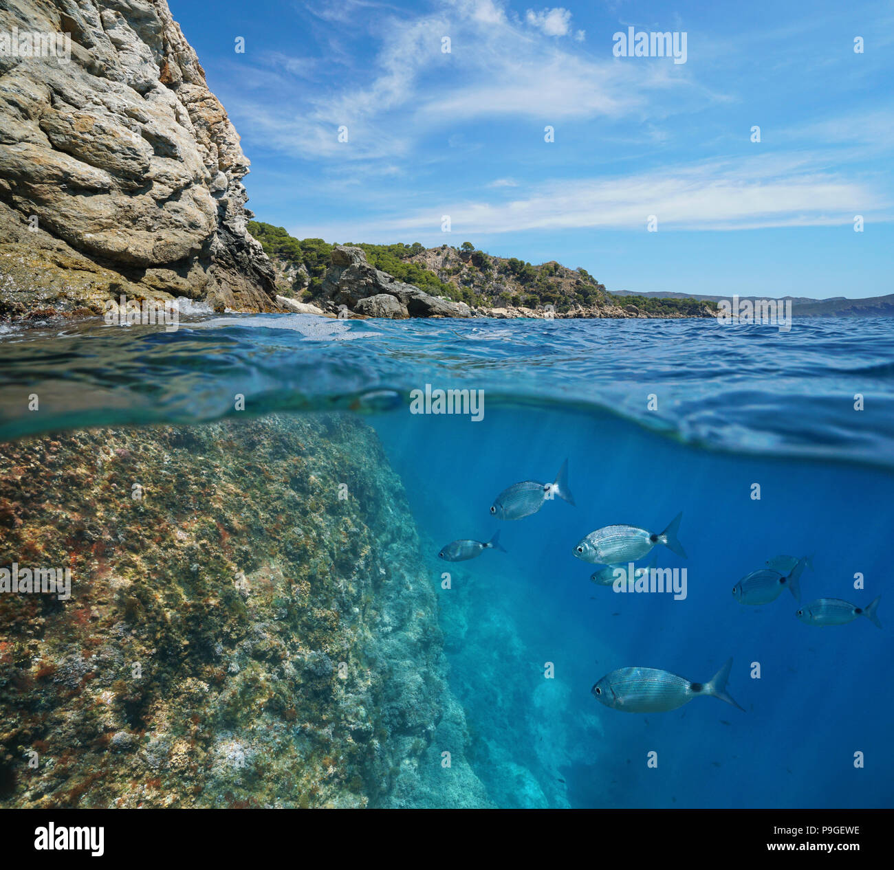 Punta falconera roses hi-res stock photography and images - Alamy