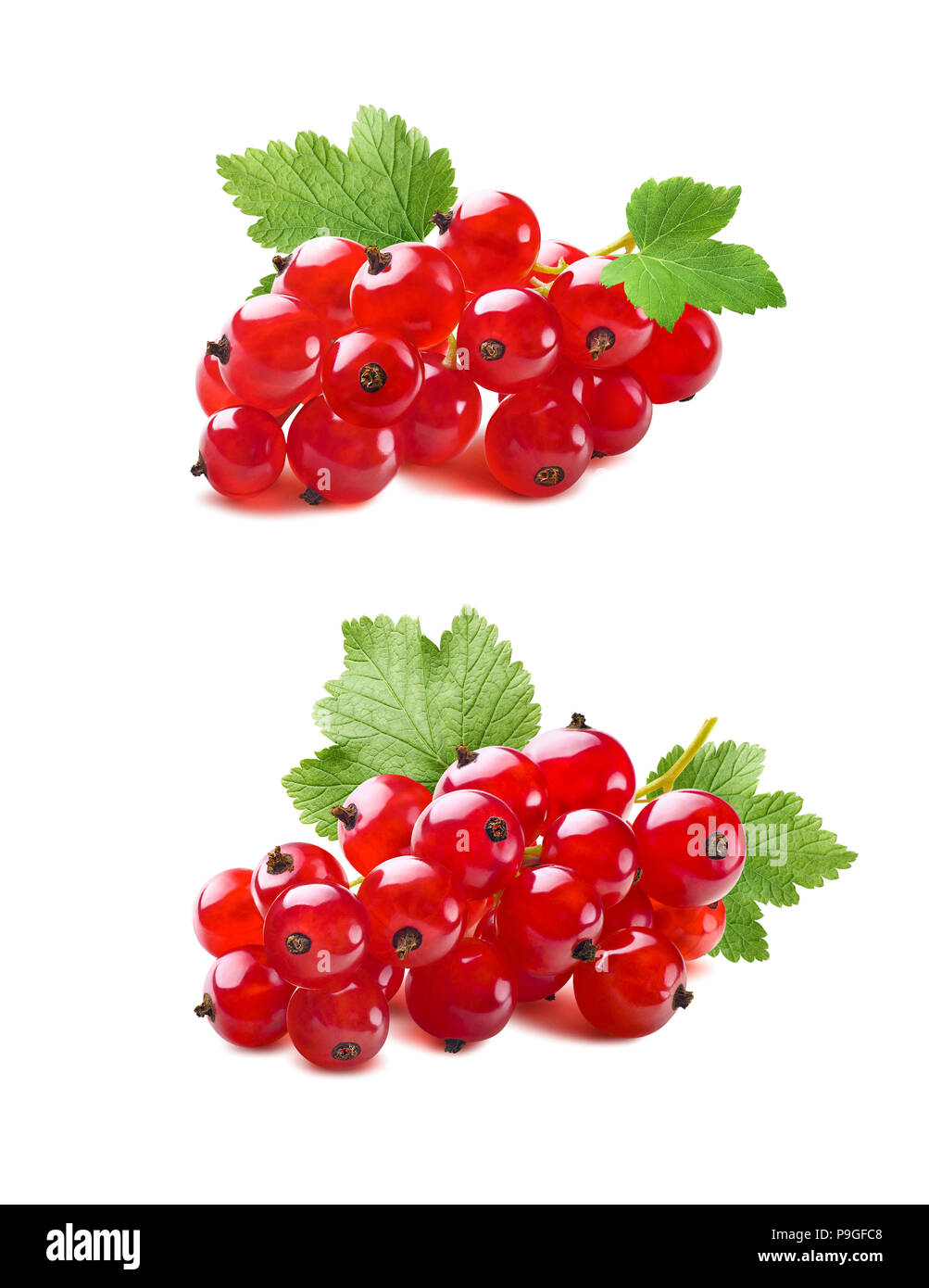 Red currant bunch set isolated on white background as package design ...