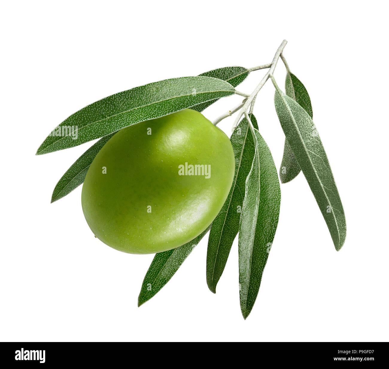 Olive green or grey hi-res stock photography and images - Alamy
