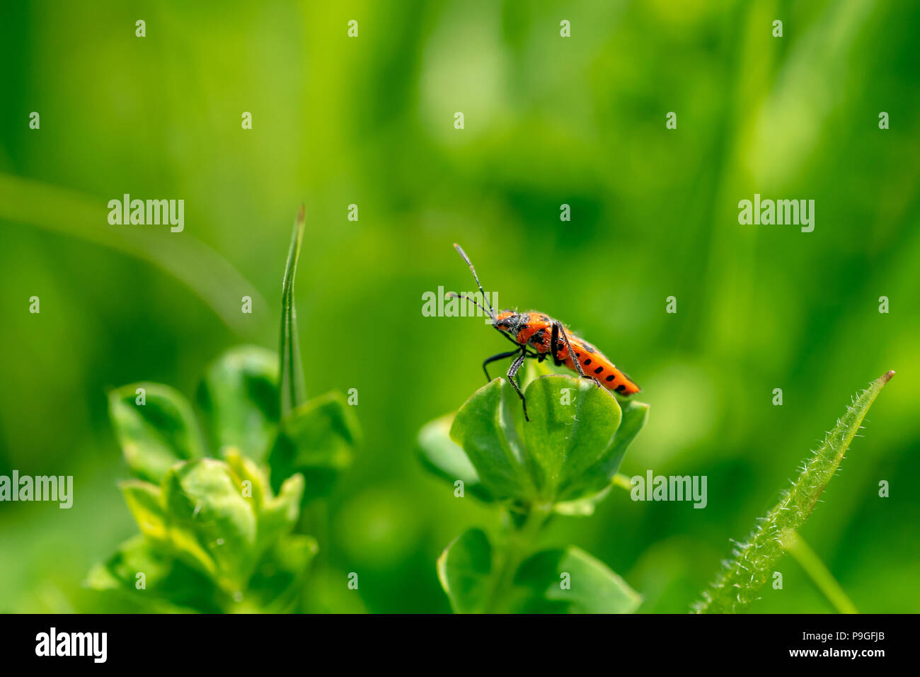 Corizus hyoscyami (also known as the cinnamon bug or black and red ...