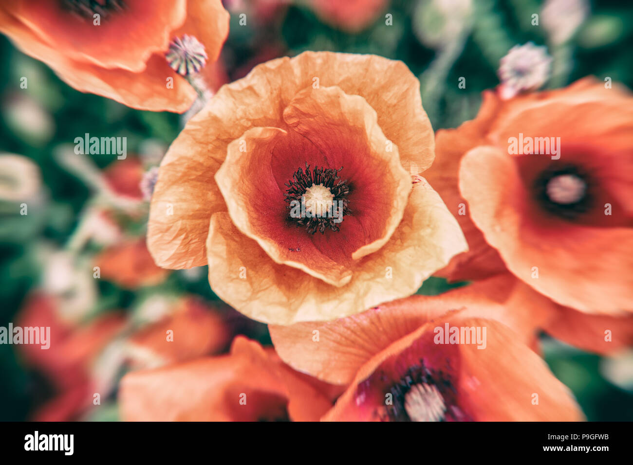 Looking down on poppy flowers in bloom Enfield, UK Stock Photo - Alamy