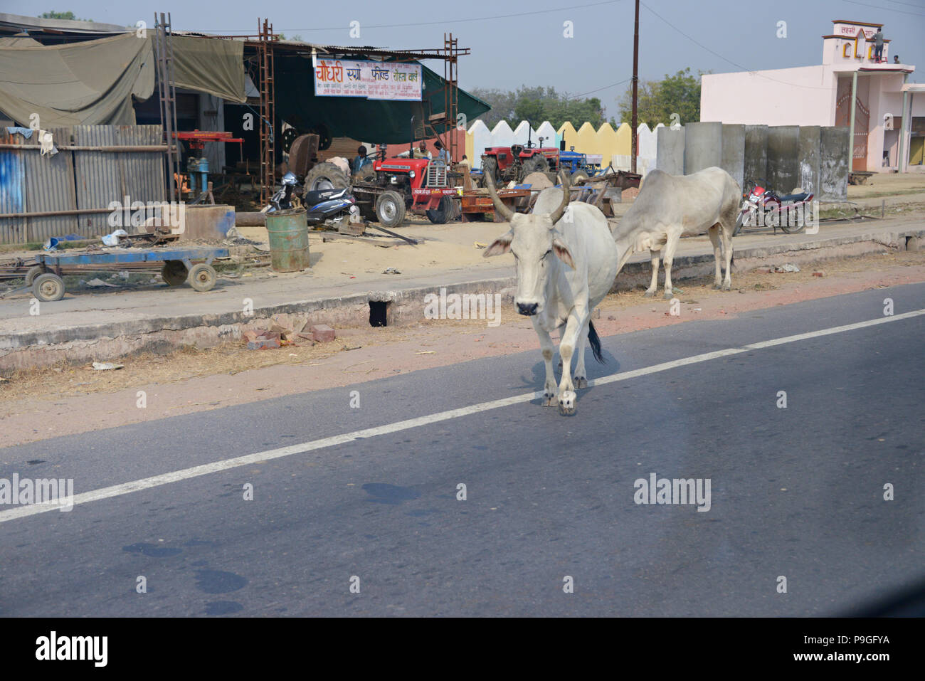 Two white sacred cows are free to wander streets in Delhi , India ...