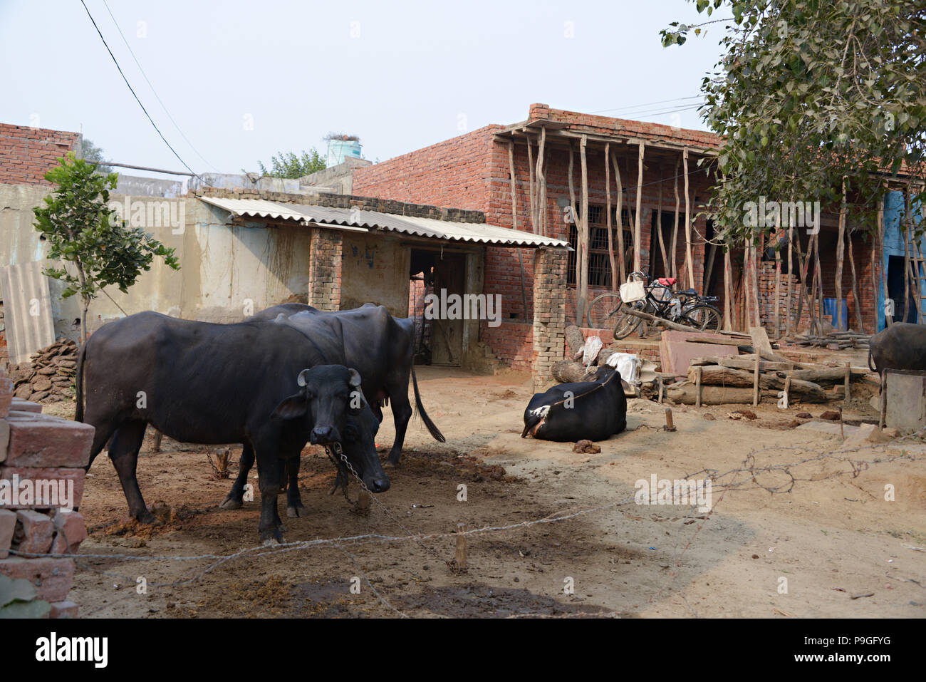 cows are free to wander in streets in Delhi India, photographed from a ...